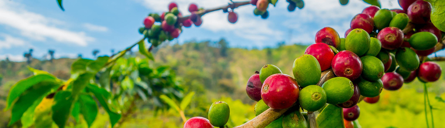 Cafeaua in Etiopia - Hedone Blog